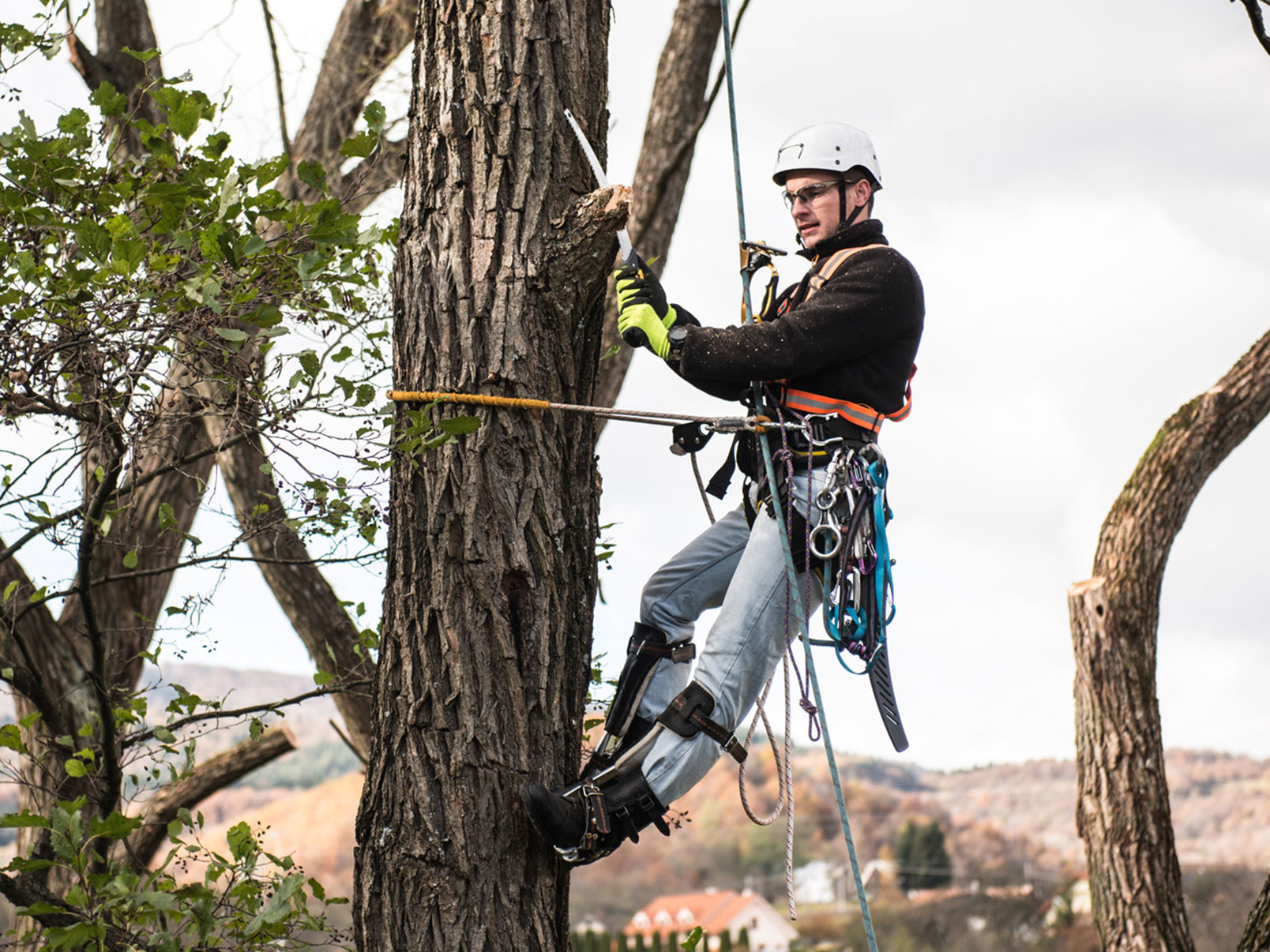 Curved Pruning Saw -Expert